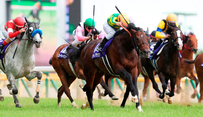 Satono Aladdin unable to shuttle | New Zealand Thoroughbred Breeders ...
