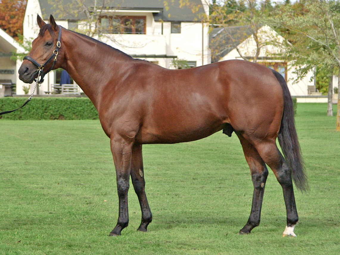 Inglewood Stud launches new breeding incentive | New Zealand ...