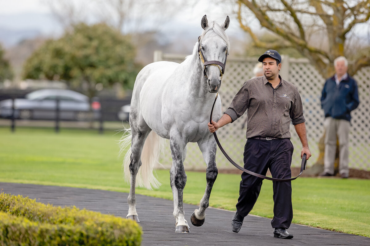 A successful day for the Auckland Branch Awards and Stallion Parade ...