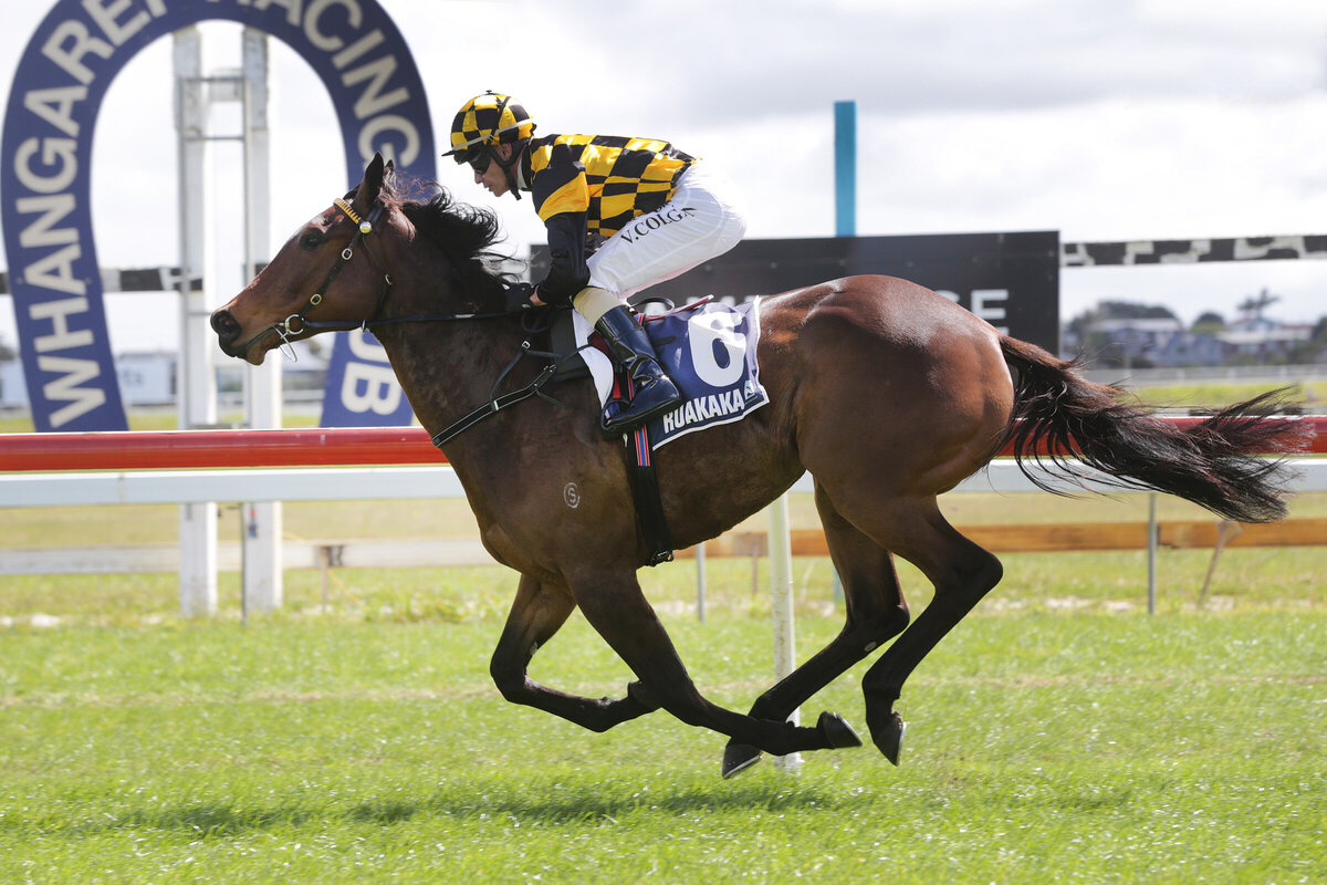 Perfect start for Cambridge Stud stallion Embellish | New Zealand ...
