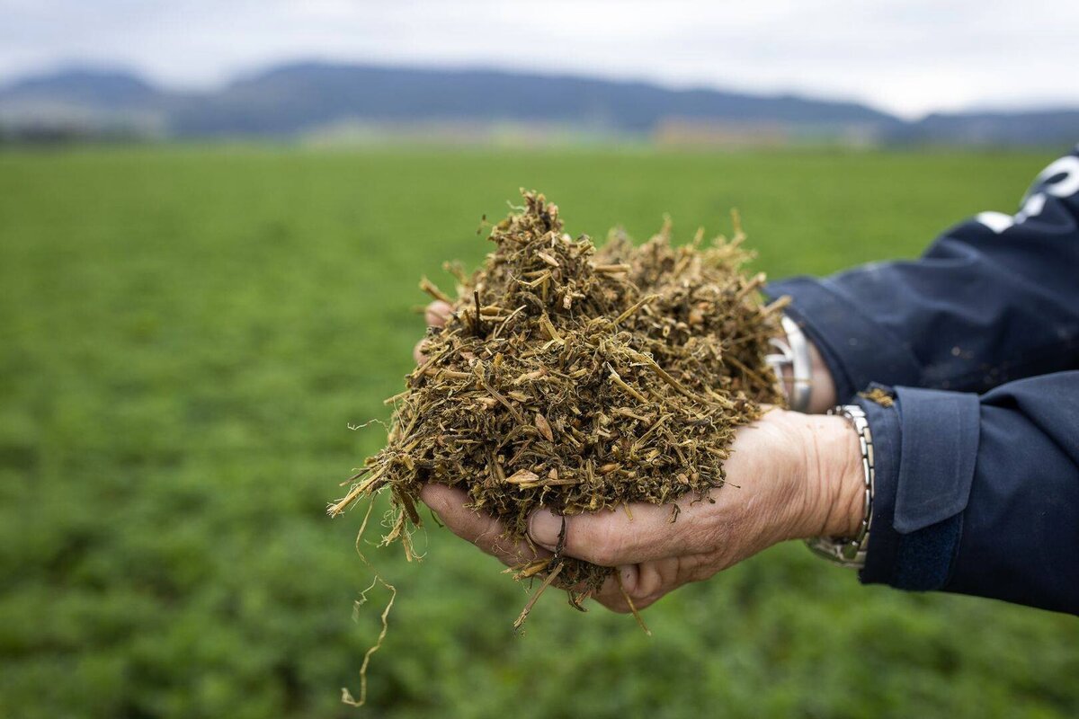 Feeding Fibre in the Summer – making the best plan for health and ...