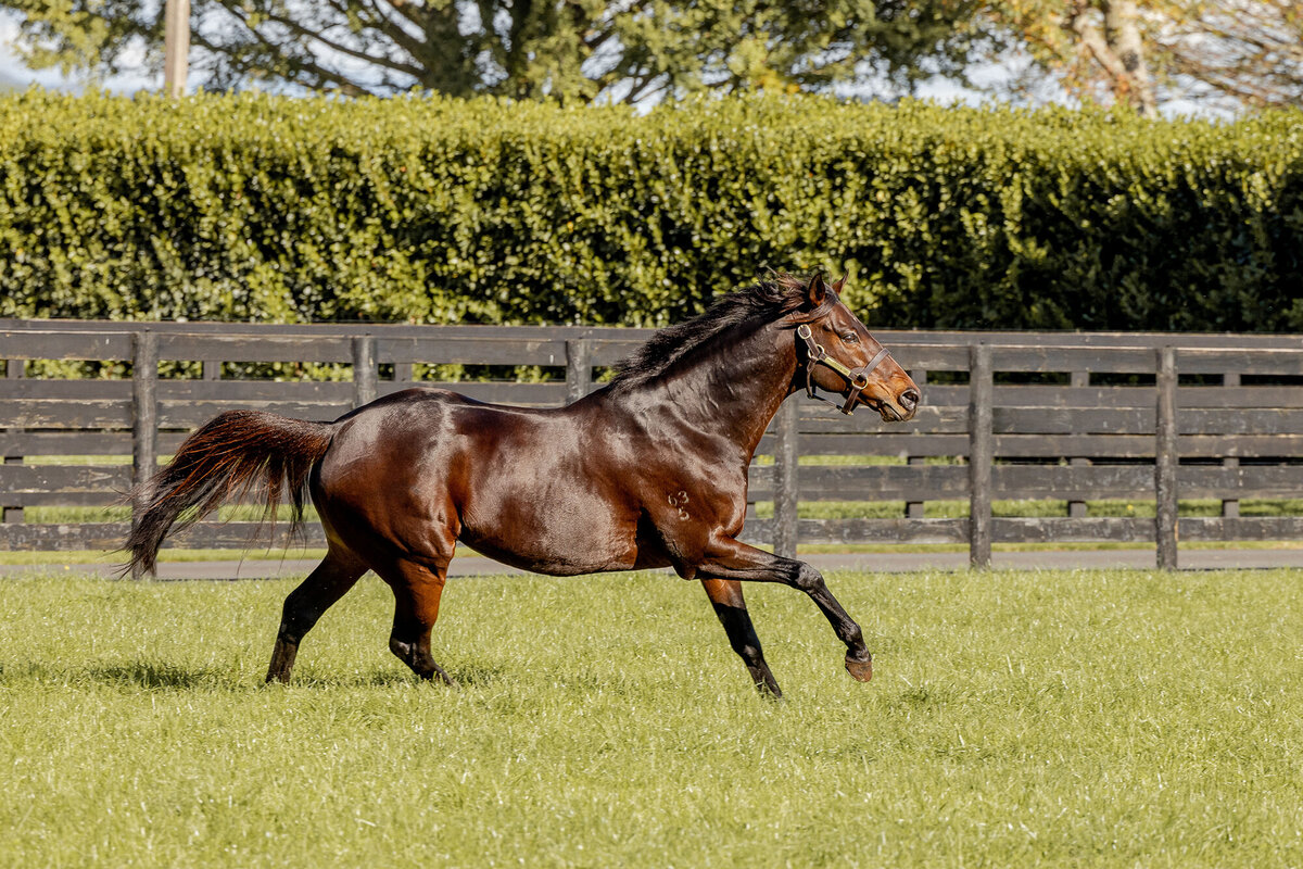 The Chosen One to stand at The Oaks Stud | New Zealand Thoroughbred ...