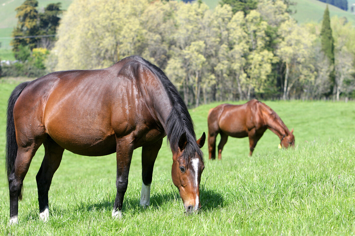 Piroplasmosis Update | New Zealand Thoroughbred Breeders' Association