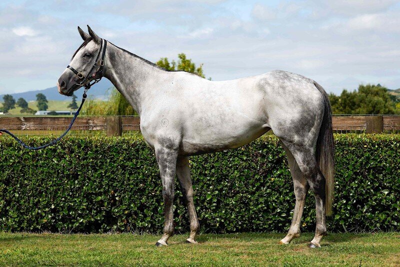 Rider reunites with Aromatic | New Zealand Thoroughbred Breeders ...