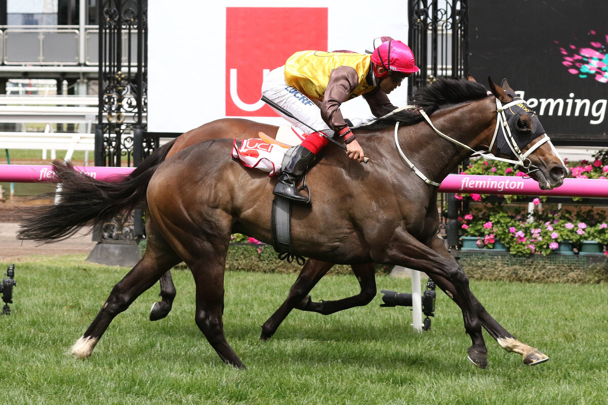 It could be the Main Stage for Auckland breeder Tim Harrison | New ...