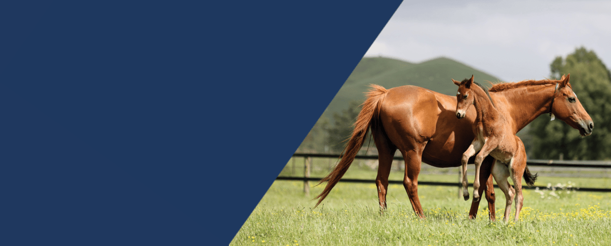 The Breeding Hub | New Zealand Thoroughbred Breeders' Association