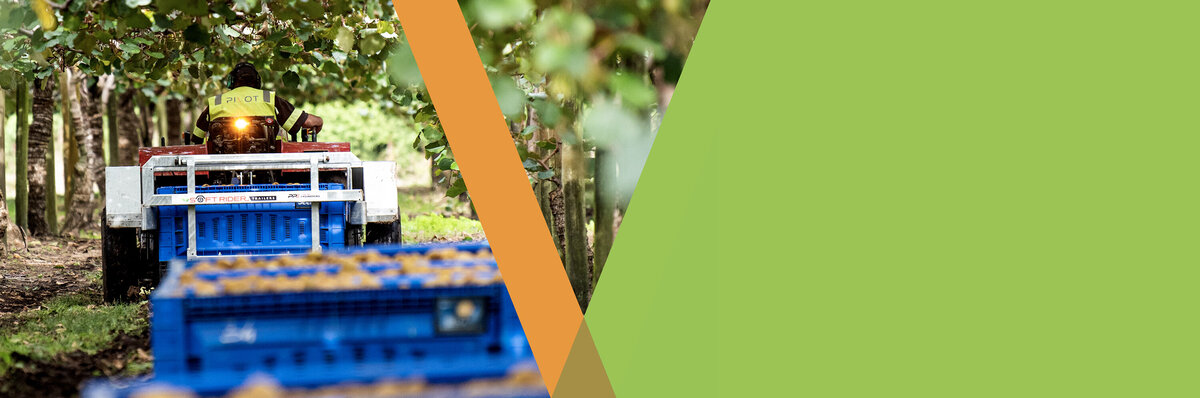 Pivot Horticulture | Kiwifruit Orchard Management