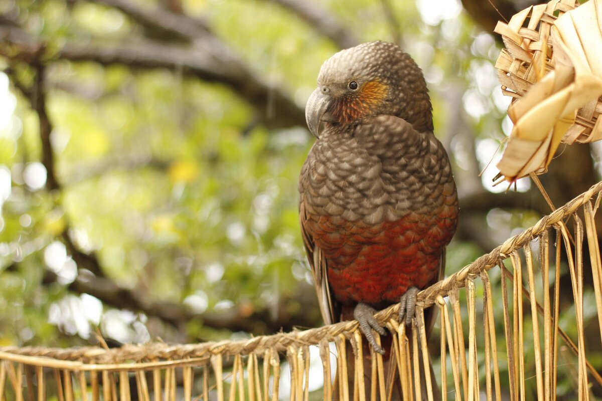 Guided Tours Kapiti Island | Bird spotting, lunch & ferry