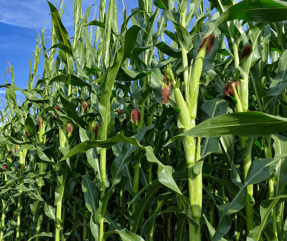 HSR pulls the numbers on a cost-effective maize season | Nutrinza