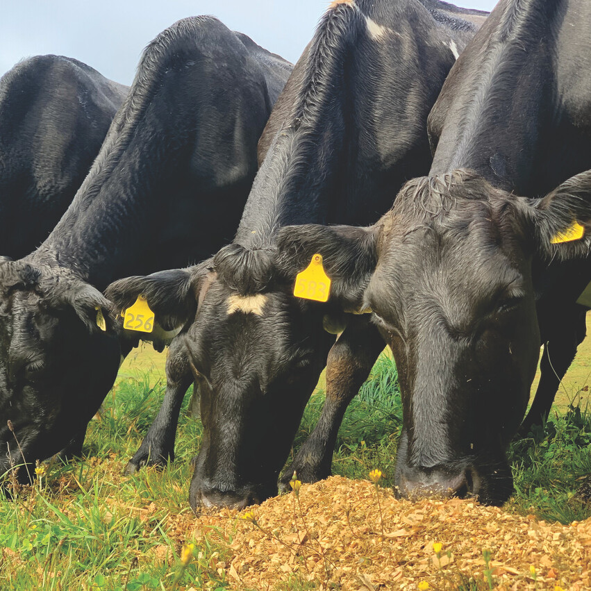 Customised feed solutions | Nutrinza Limited