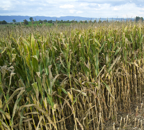 The best value maize seed - HSR Maize Seed | Nutrinza