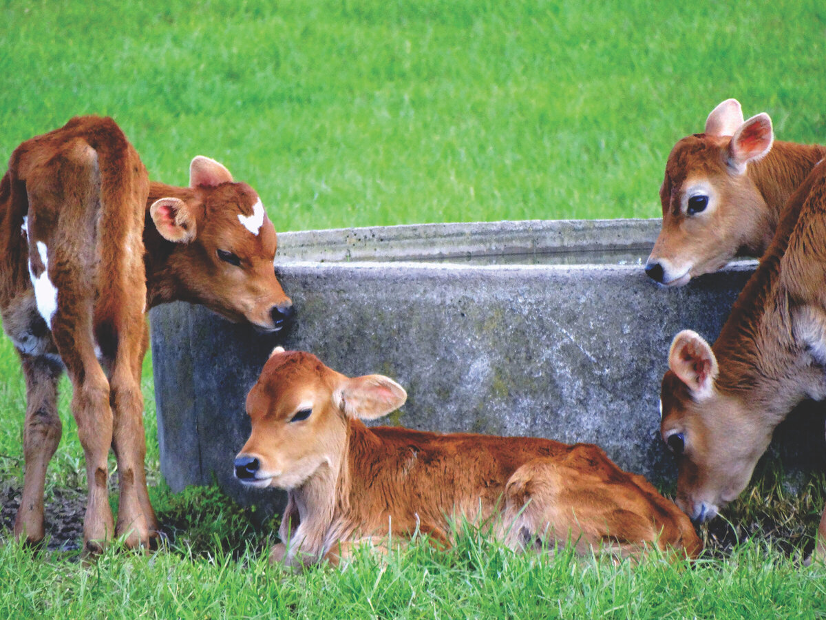 Customised Dairy Feed Solutions | Nutrinza