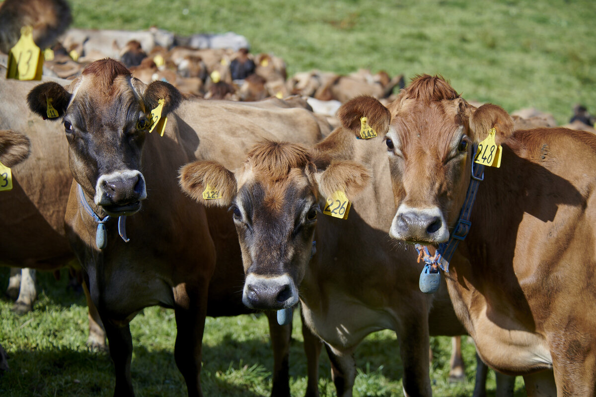 Customised Dairy Feed Solutions | Nutrinza