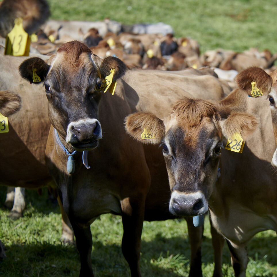 Customised Dairy Feed Solutions | Nutrinza