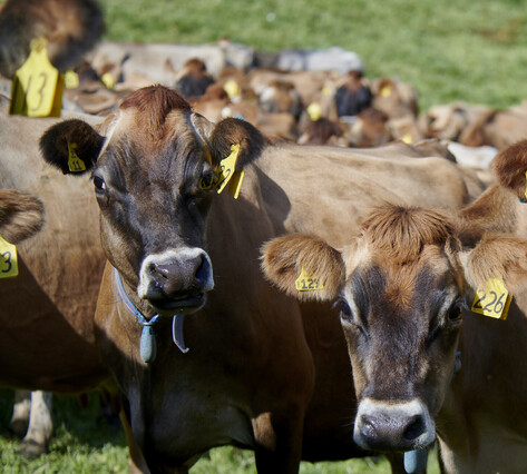 Our Products | Nutrinza