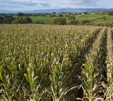 HSR Maize Seed varieties | Nutrinza