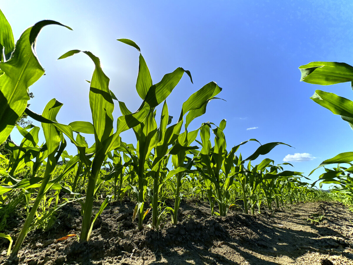 HSR Maize Seed: Obelix hybrid | Nutrinza