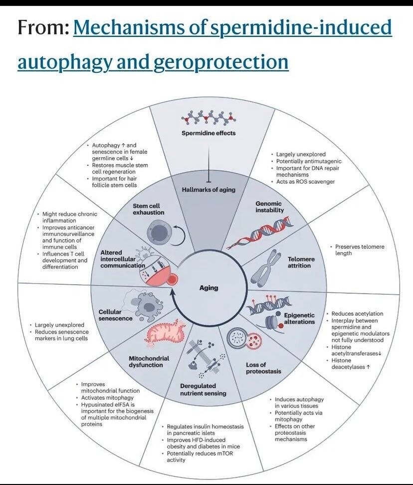 Longevity Molecule Spermidine | Lisa Tamati Enterprises Ltd