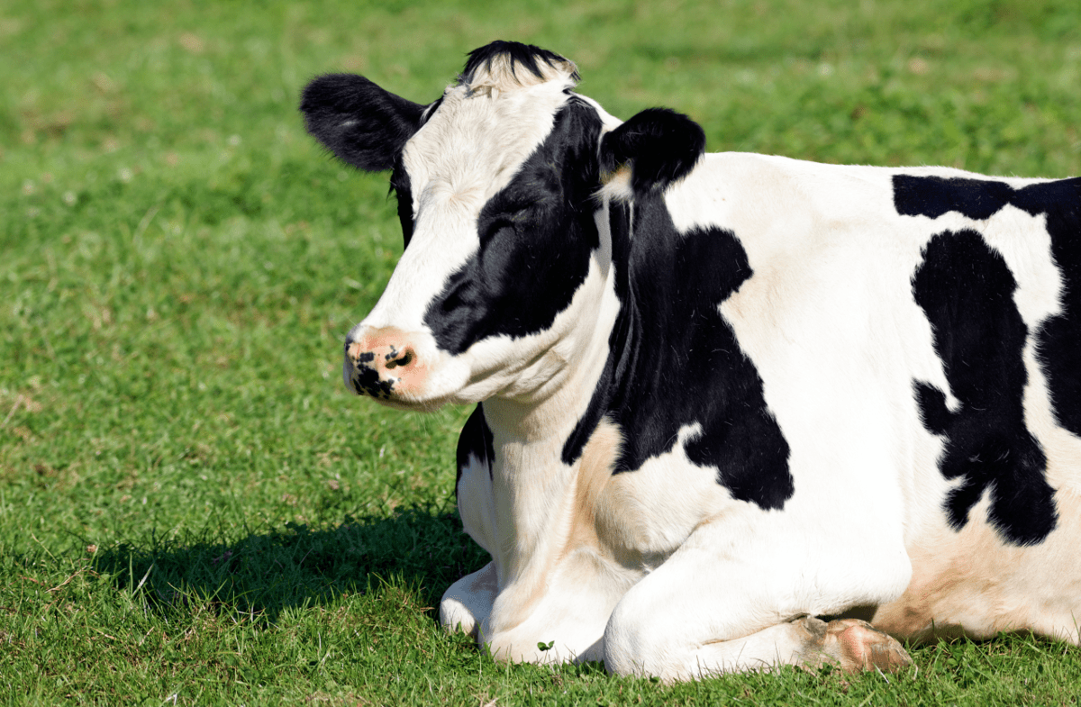 Prevent down cows at the works | West Coast Vets