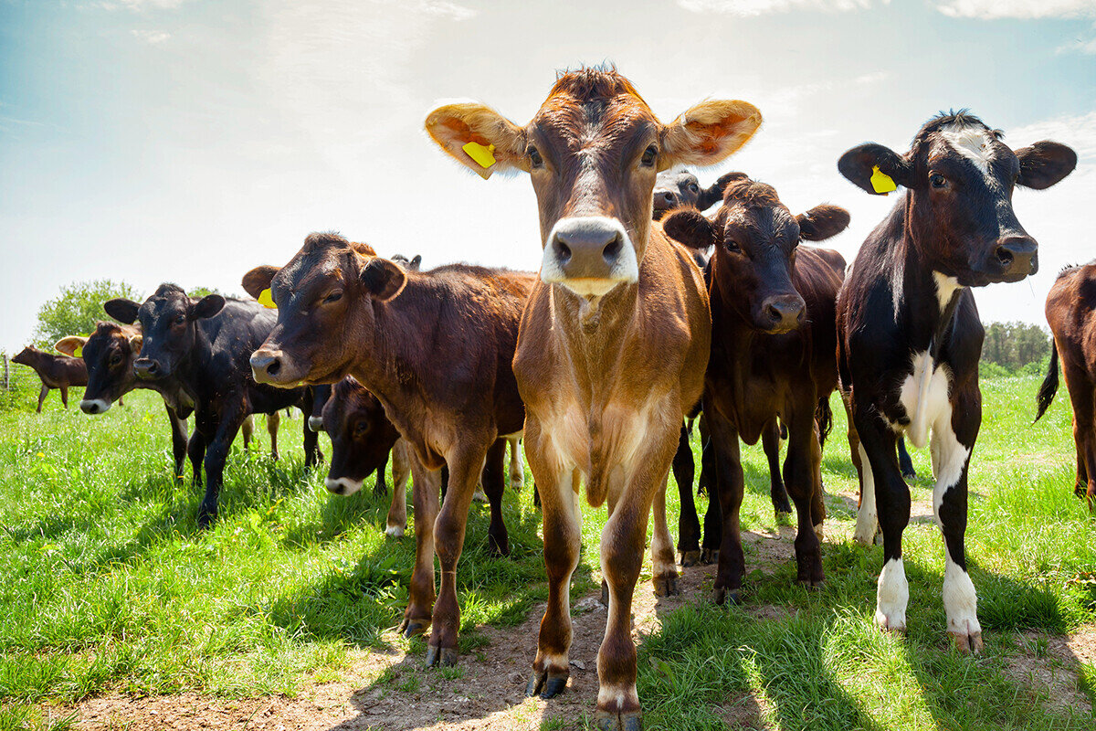 Copper and selenium in calves | West Coast Vets