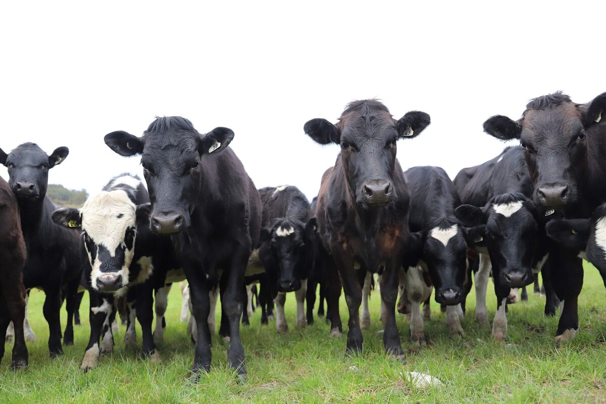 Are your cows pointy or plump? | West Coast Vets