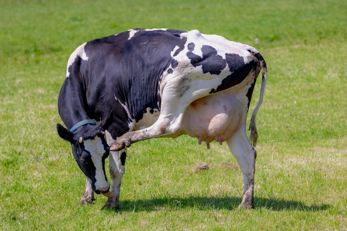 Are lice a problem on your farm? | West Coast Vets