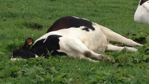 Down cow prevention | West Coast Vets