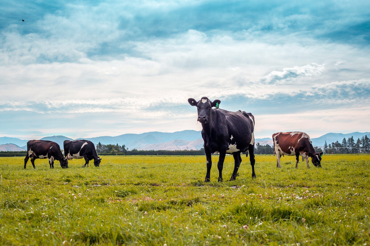 Autumn parasites: Liver fluke & Ostertagia | West Coast Vets