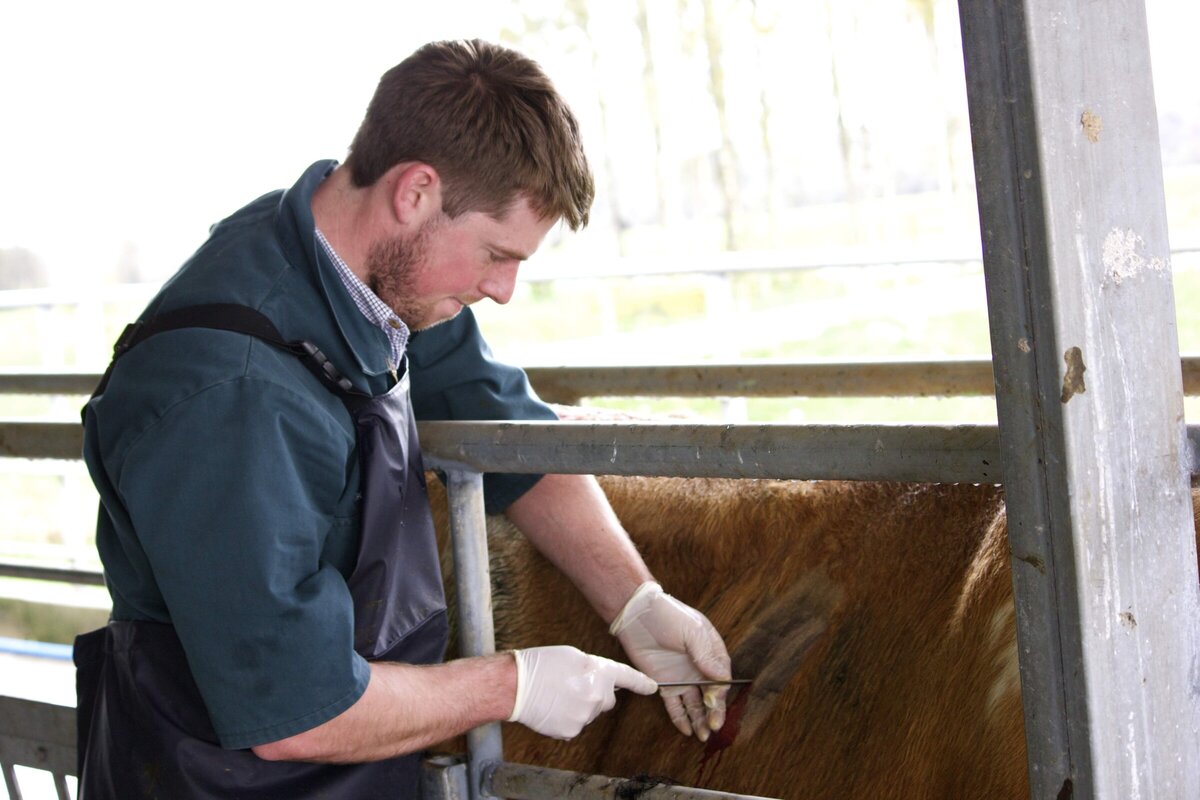 How are your cow's levels? | West Coast Vets