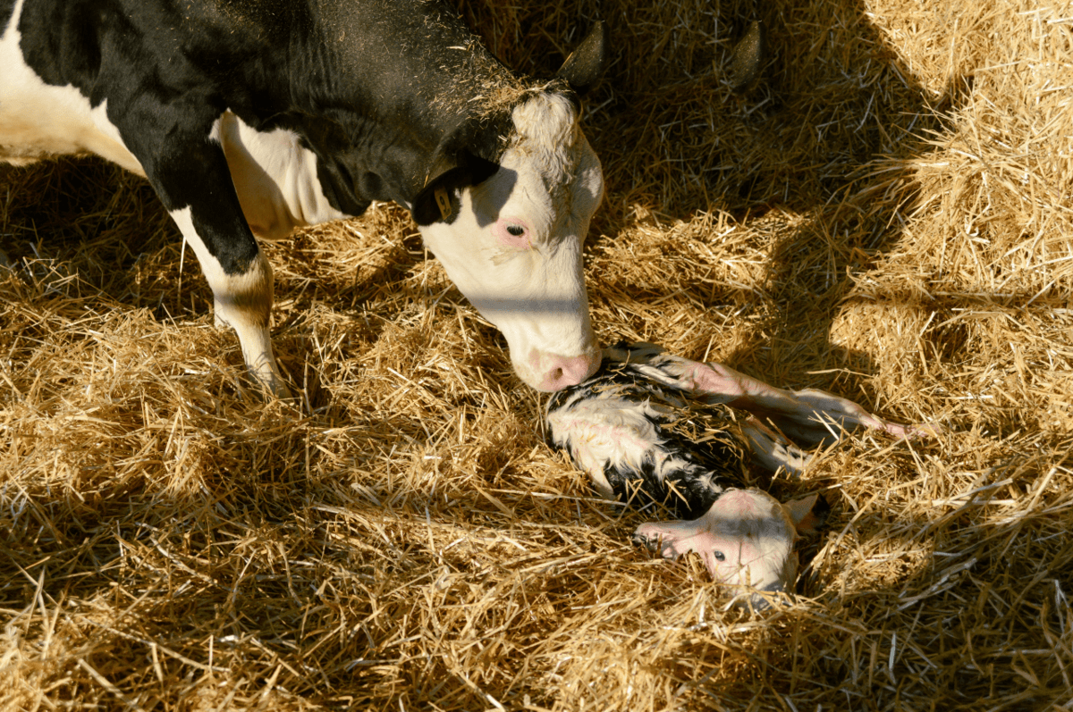 Calving kit checklist | West Coast Vets