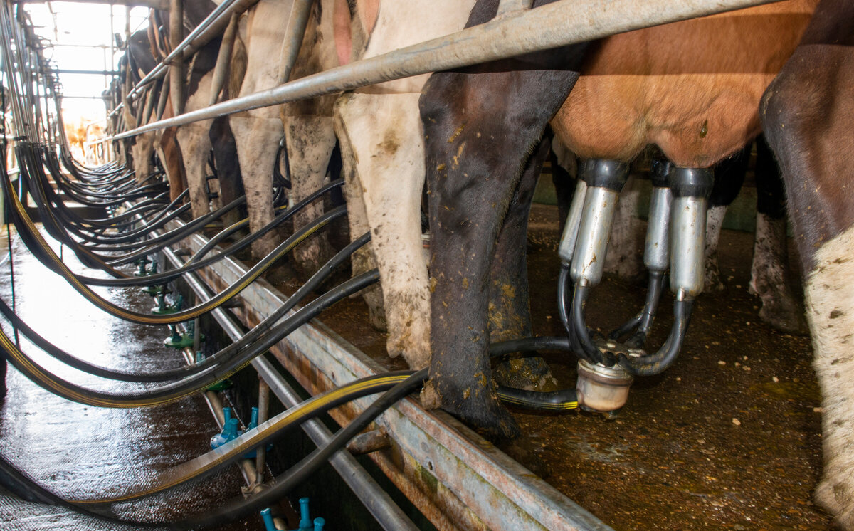 High cell count cows | West Coast Vets