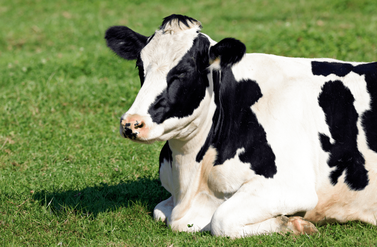 September/October – the season of sick cows | Vet Clinic Morrinsville