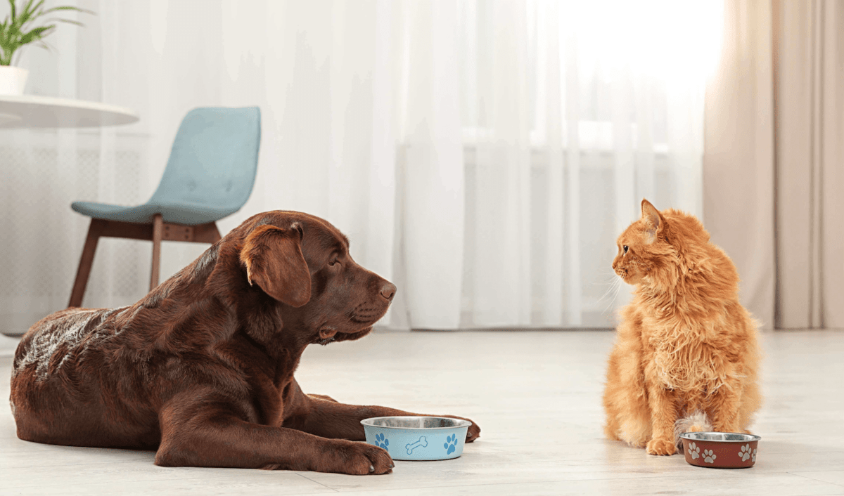 A healthy guide to feeding pets | Vet Clinic Morrinsville