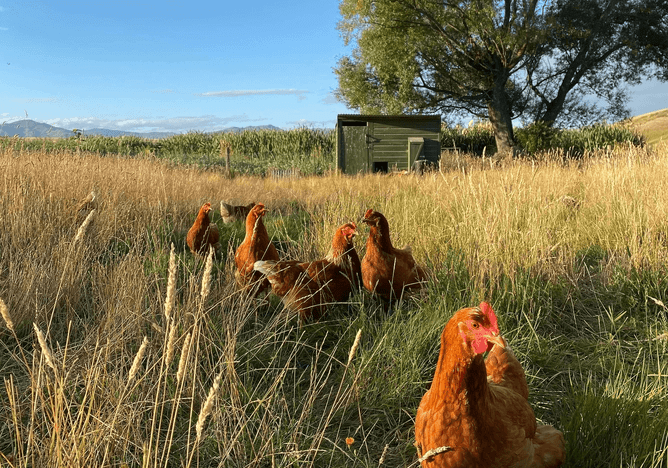 Chicken Care 101 | Vet Clinic Morrinsville