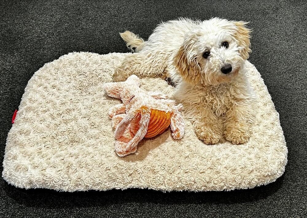 Keeping our pets warm in winter | Vet Clinic Morrinsville