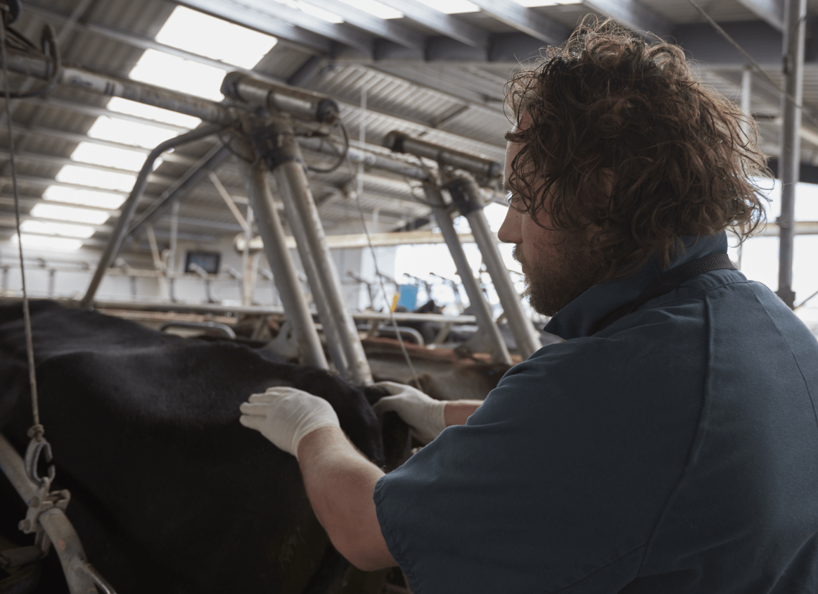 Cow-tastic curves: The benefits of body condition scoring | Vet Clinic ...