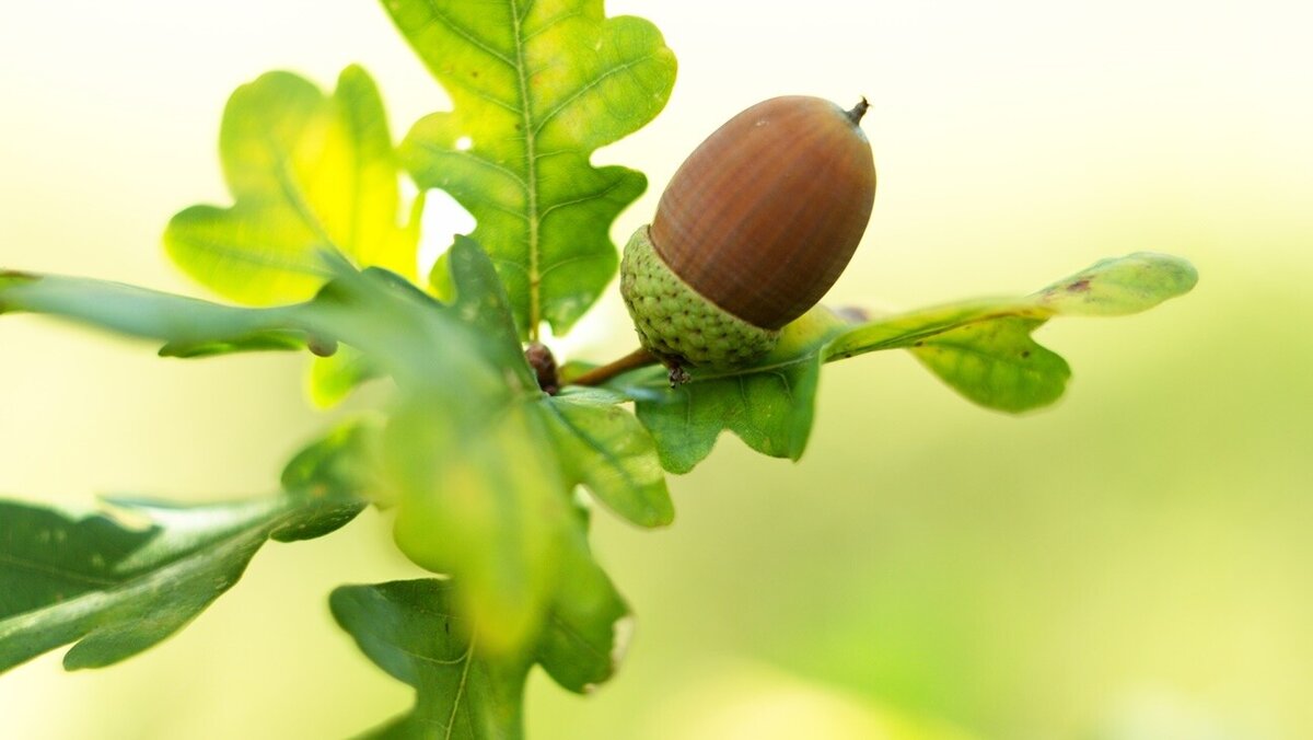 Acorn toxicity | Vet Clinic Morrinsville