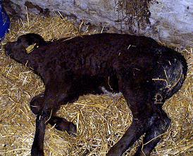 Calf scours | Vet Clinic Morrinsville