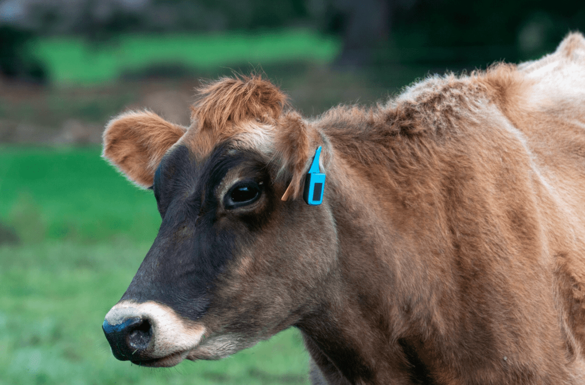 Cow wearable tech update | Vet Clinic Morrinsville
