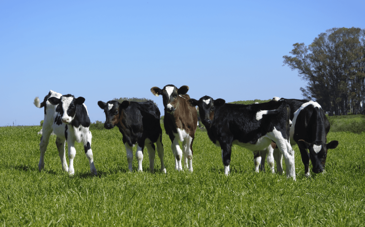 Calf weaning tips | Vet Clinic Morrinsville