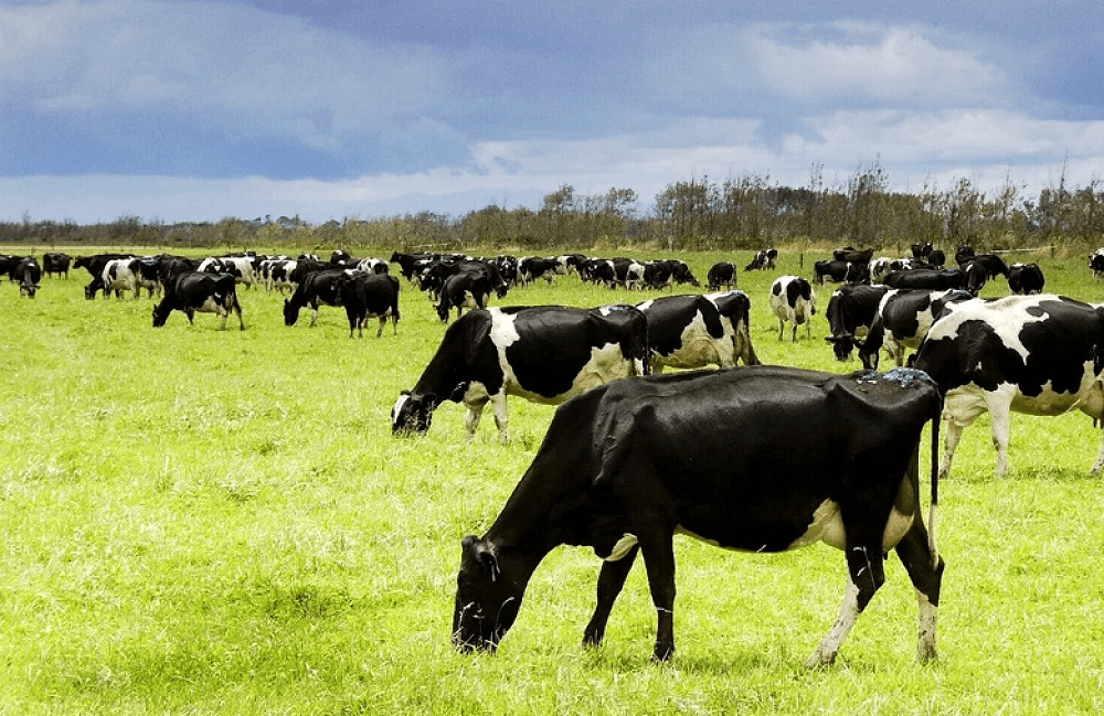 Managing the transition cow | Vet Clinic Morrinsville