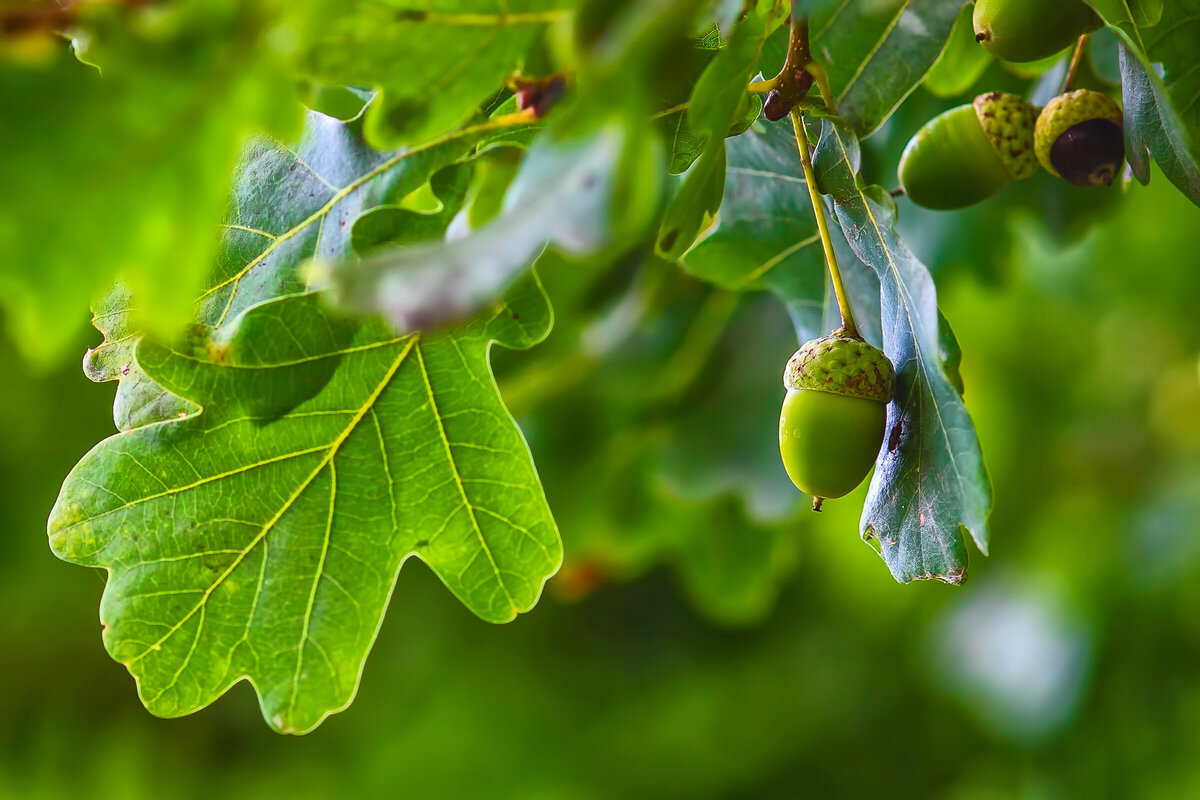 Acorn poisoning | Vet Clinic Morrinsville