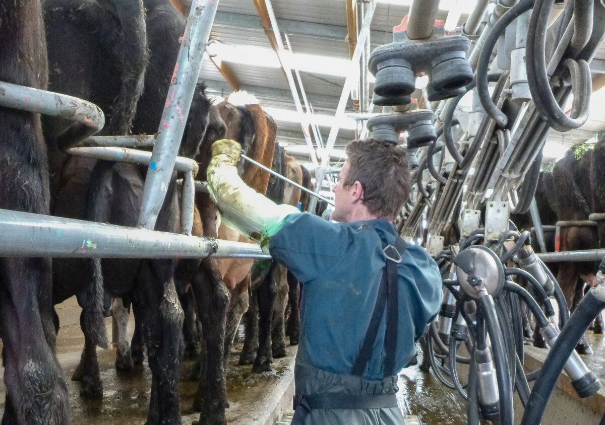 Metrichecking is an investment worth making | Vet Clinic Morrinsville