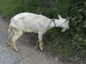 Johnes in goats | Vet Clinic Morrinsville