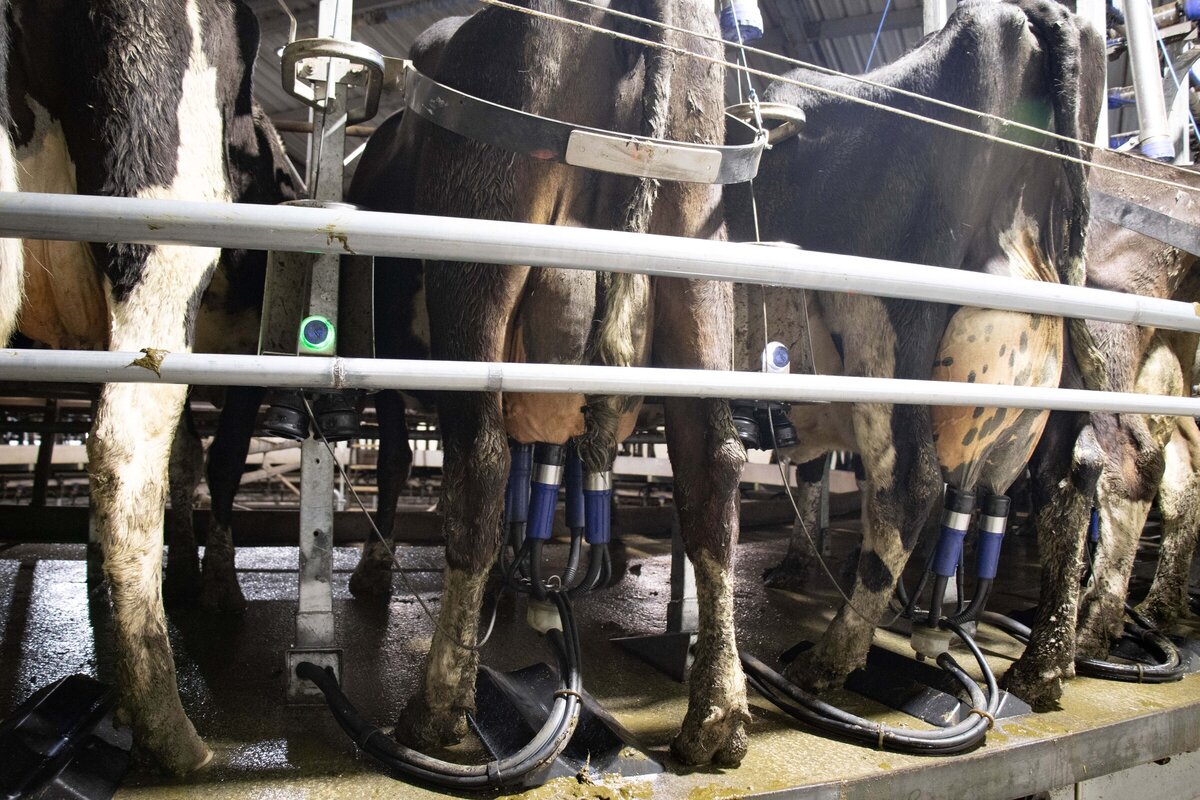 Bovine Viral Diarrhoea (BVD) update | Vet Clinic Morrinsville