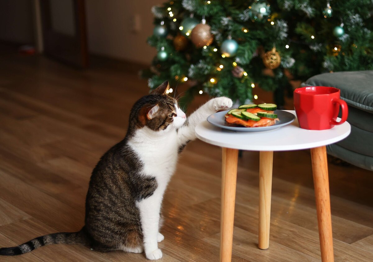Careful with pets and Christmas treats | Vet Clinic Morrinsville