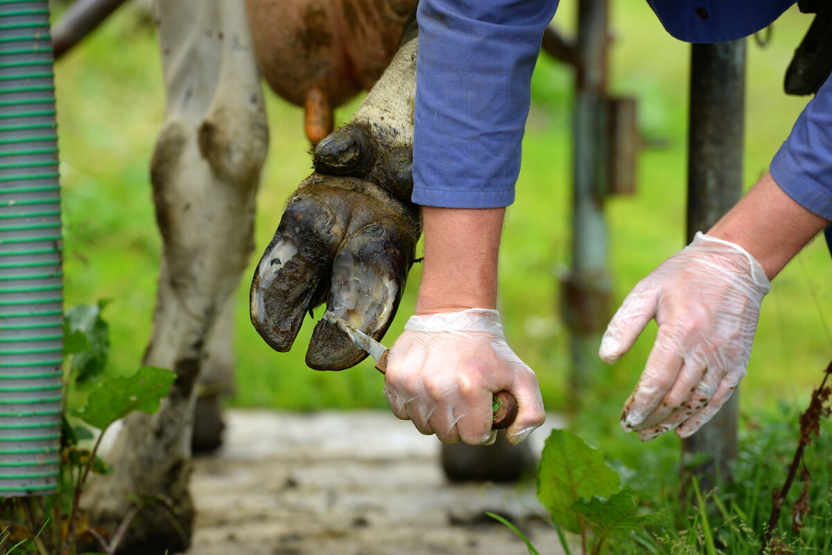 Bovine Digital Dermatitis | Vet Clinic Morrinsville