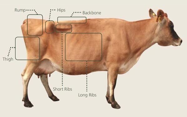 Maintaining body condition in summer | Vet Clinic Morrinsville