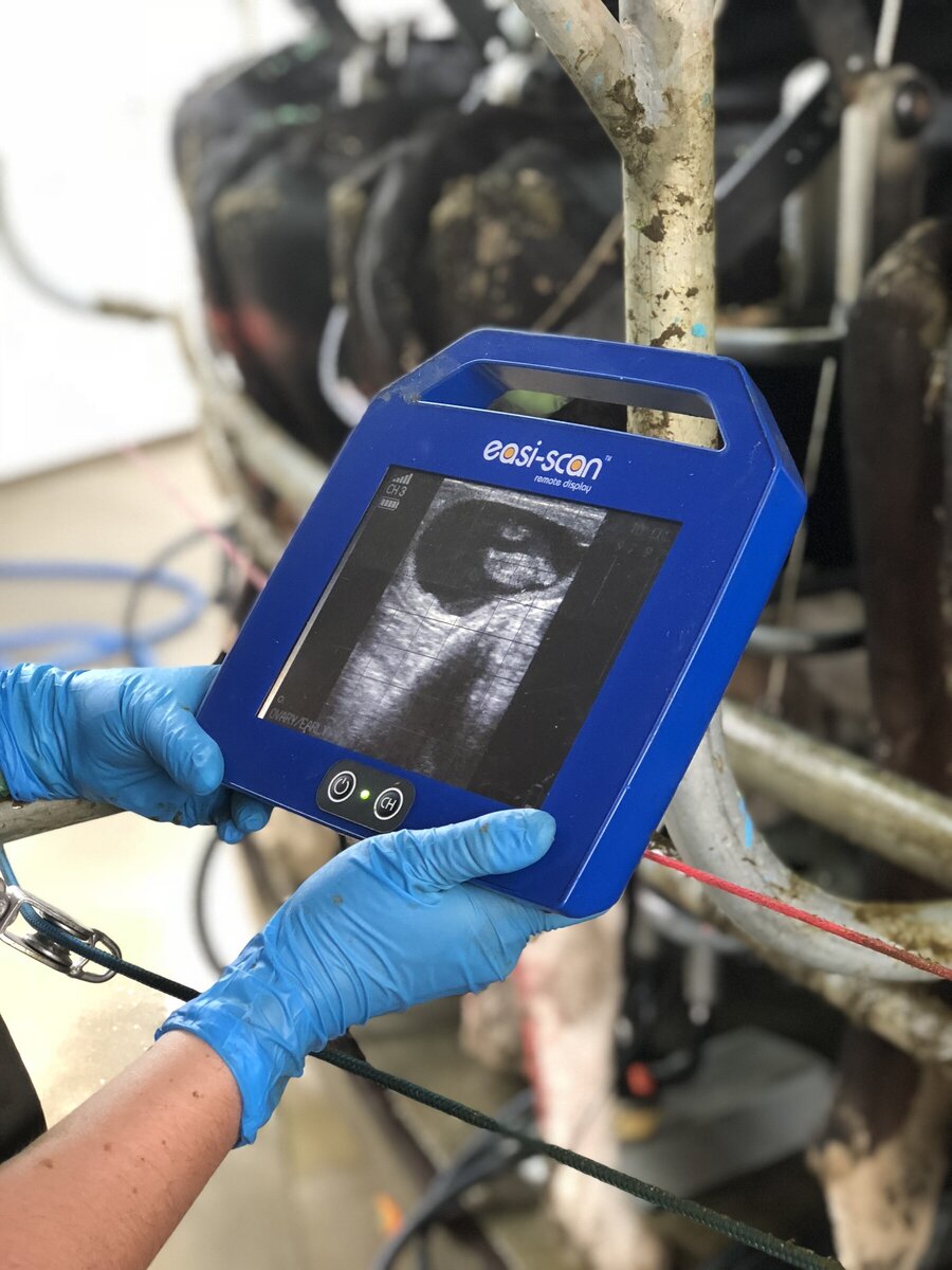 Early pregnancy scanning | Vet Clinic Morrinsville