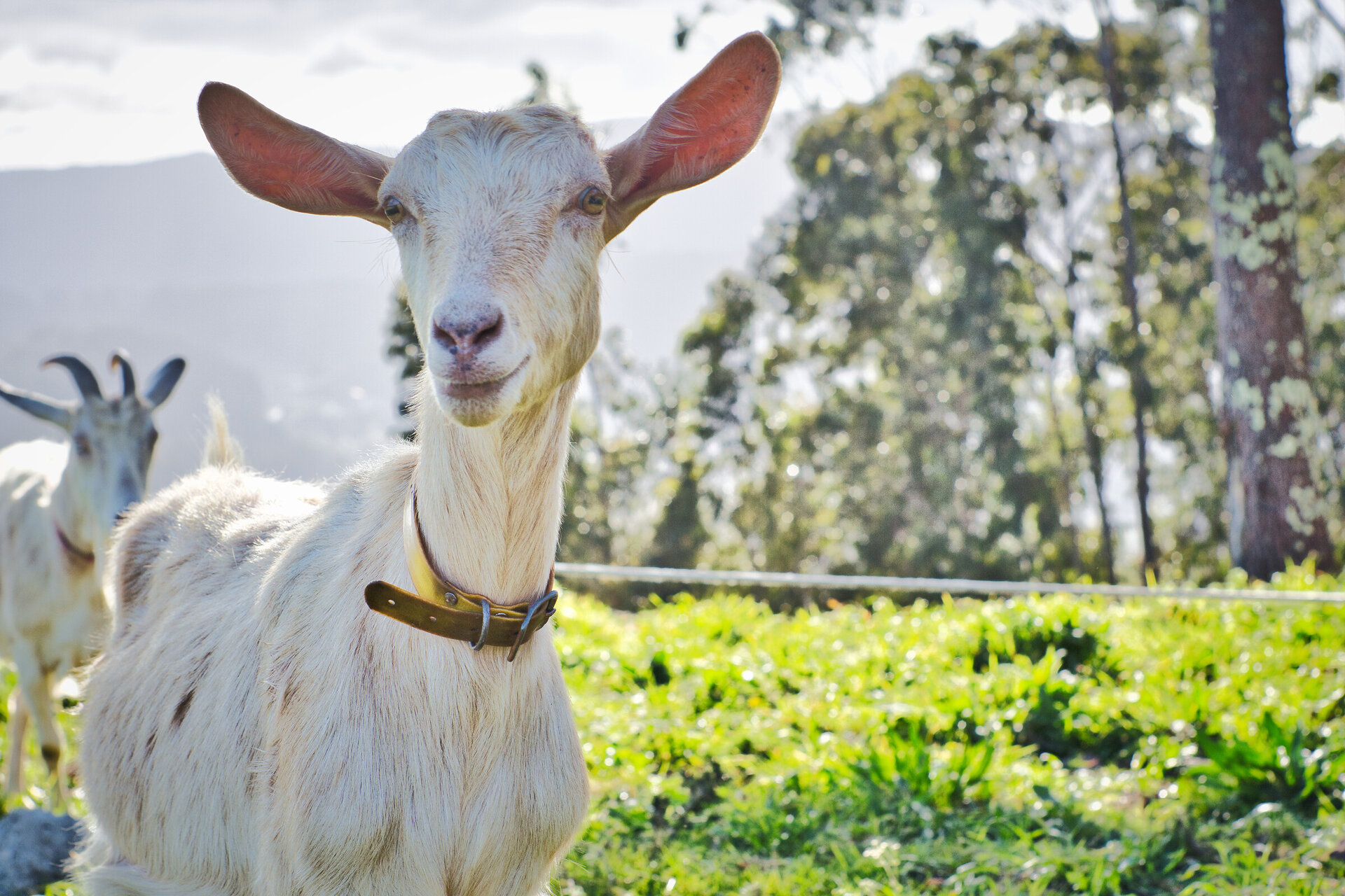 Dairy Goat | Vet Clinic Morrinsville